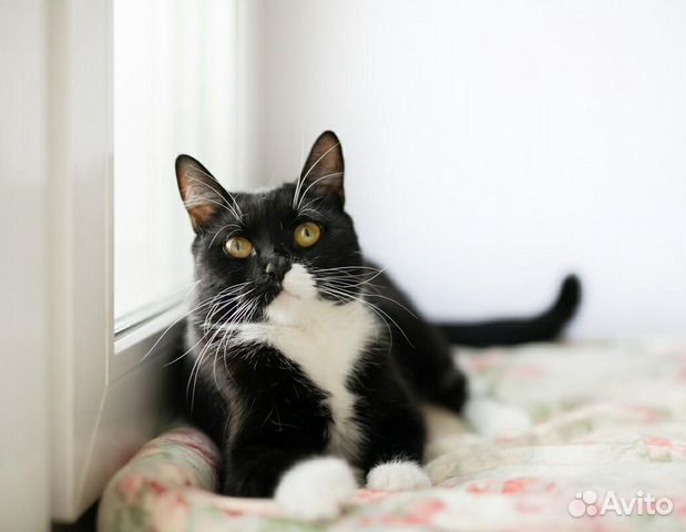 Кошечка Лея