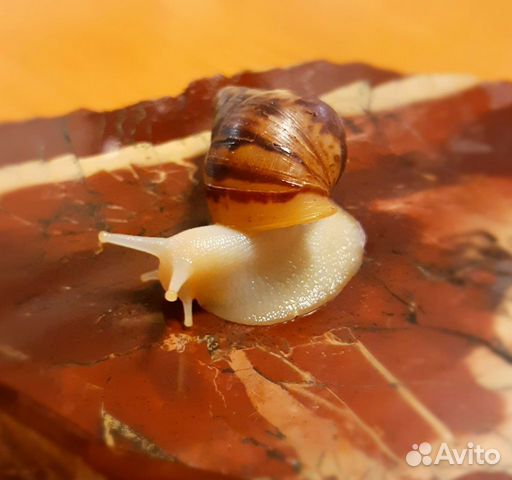 Улитка - ахатина, отдам малышей