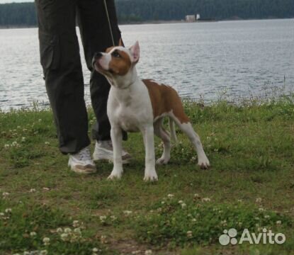 Щенки Американского Стаф. Терьера