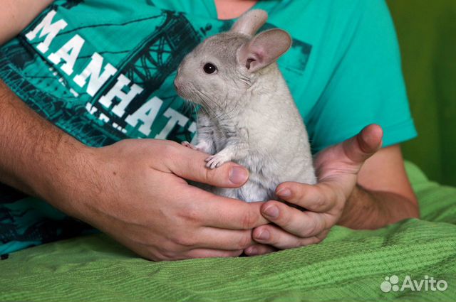 Шиншилла (девочка 4 месяца)