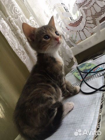 Отдам котят в хорошие руки