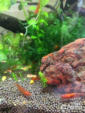 Креветки вишня