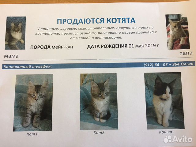 Котята Мейн-куны