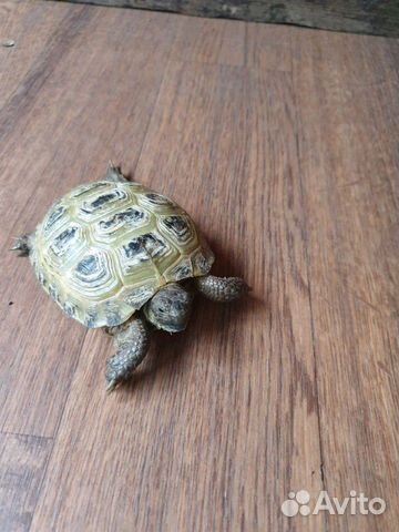 Черепаха