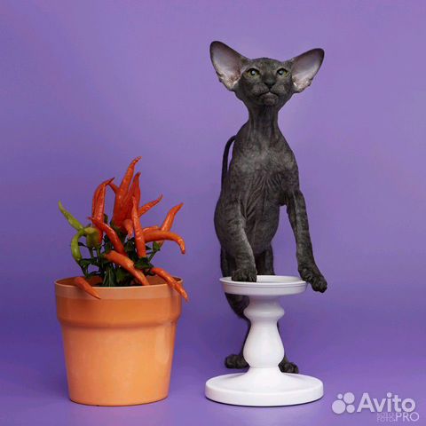 Котики петерболд