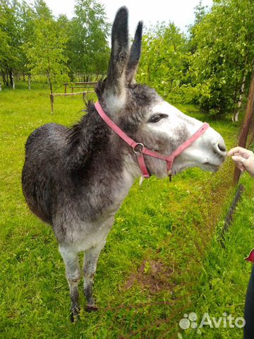 Ослица белая