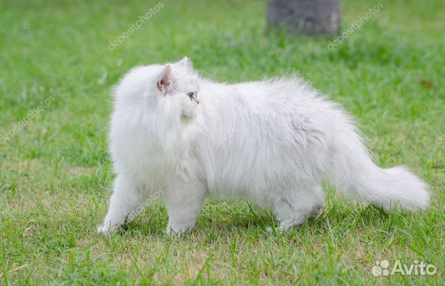 Персидская
