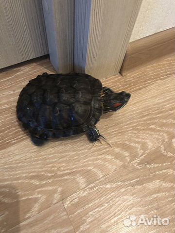 Красноухая черепаха с аквариумом и всем остальным