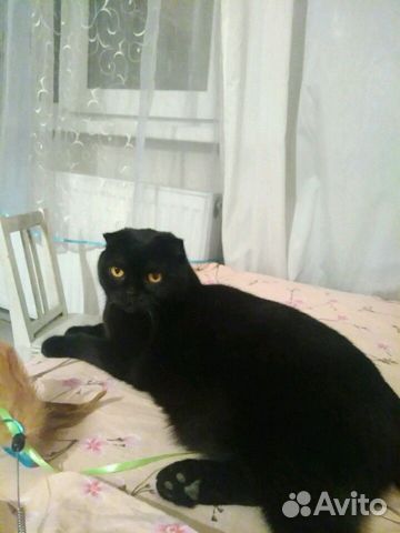 Хороший котик. ищу дом