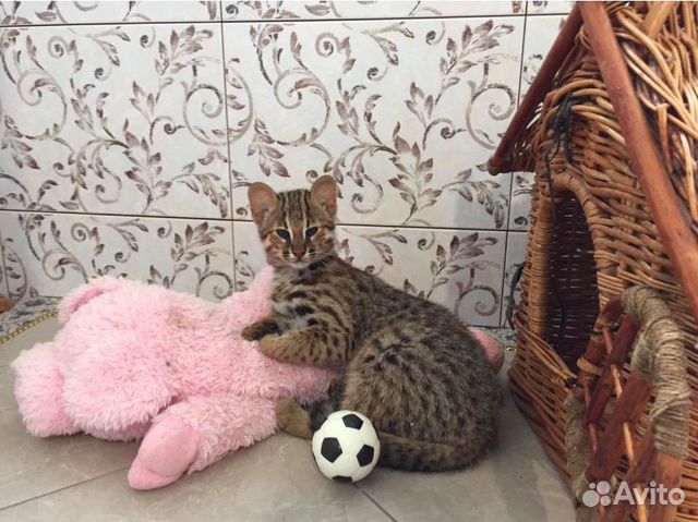 Азиатский котенок Северный подвид бенгалов