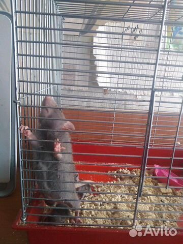 Крыса(джамбо) с крысятами(4) вместе с клеткой