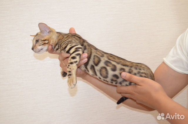 Бенгалочка