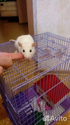 Сиамская крыска