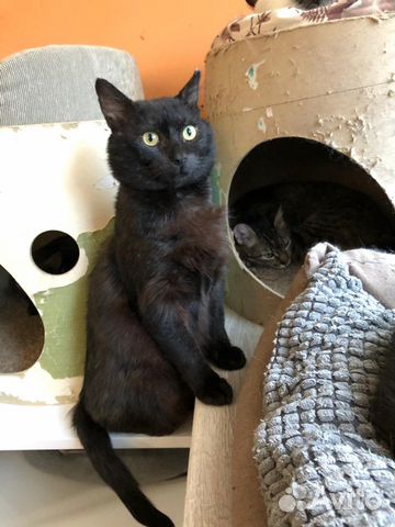 Черный кастрированный кот