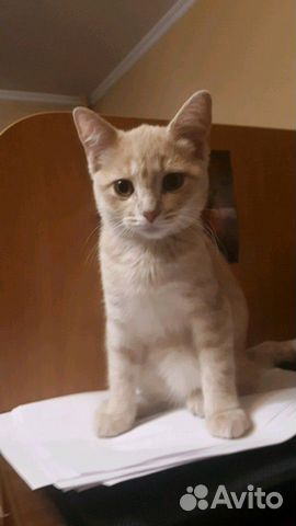 Котенок палевого окраса