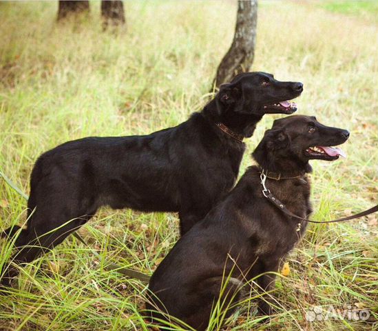 Неразлучники ищут дом