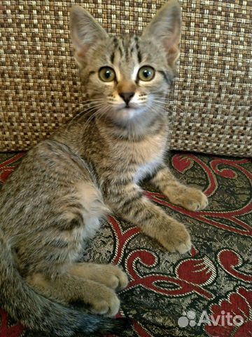 Котятки