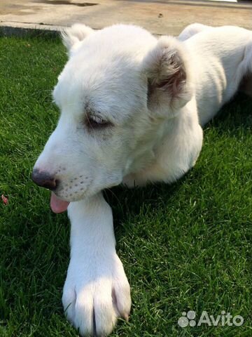 Сао щенки девочки