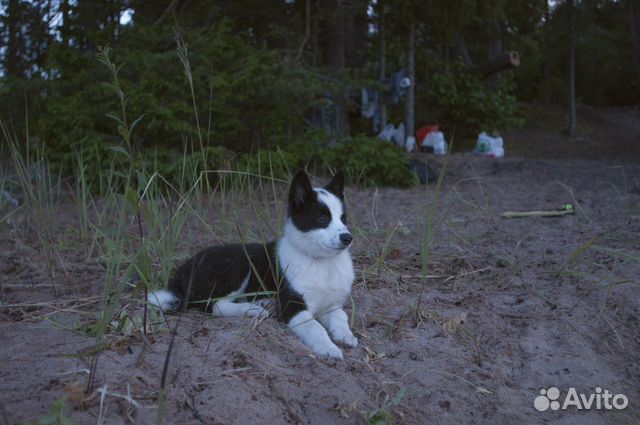 Щенок русской европейской лайки