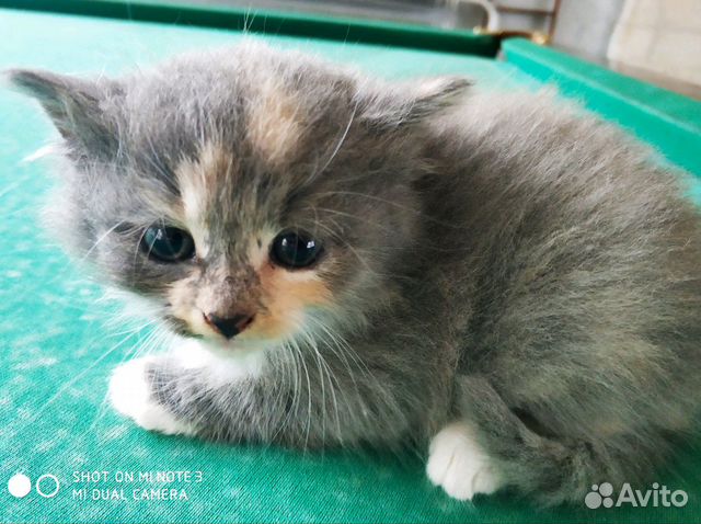 Няшки 1 месяц