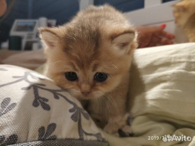 Британские шиншилловые котята