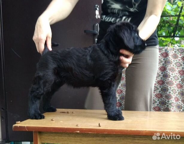 Щенок ризеншнауцера