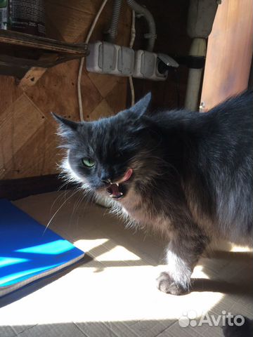 Кошка