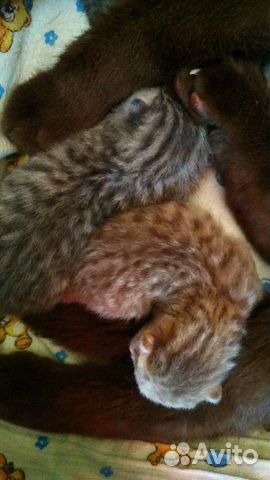 Нужна кормящая кошка