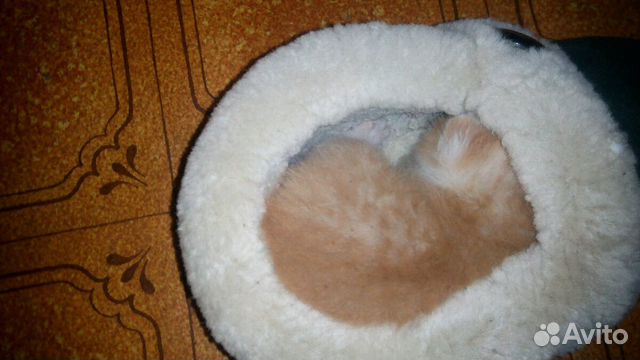 Котенок