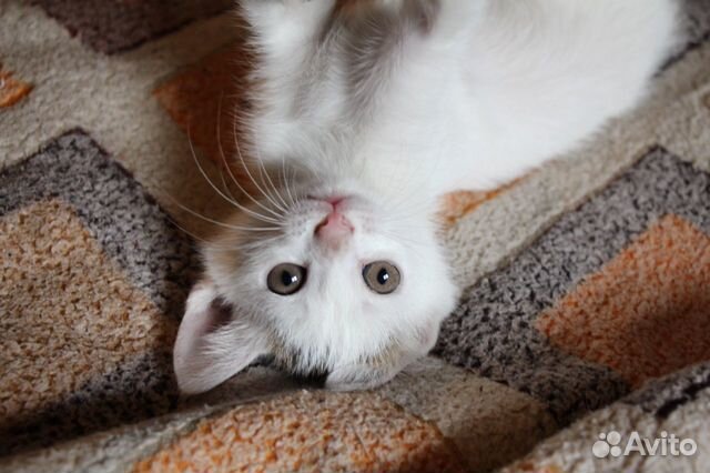 4 чудесных котенка