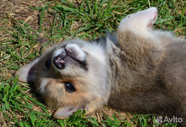 Вельш корги