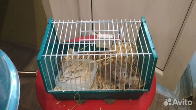 Песчанка самец