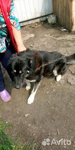 Кобель для случки