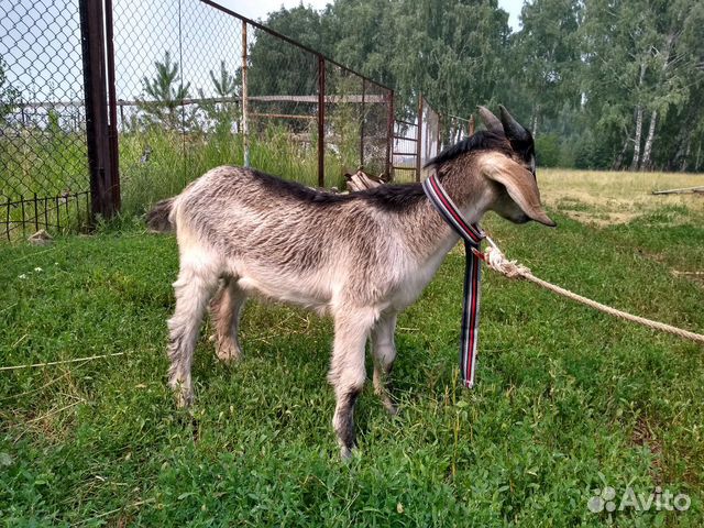 Нубийский козлик