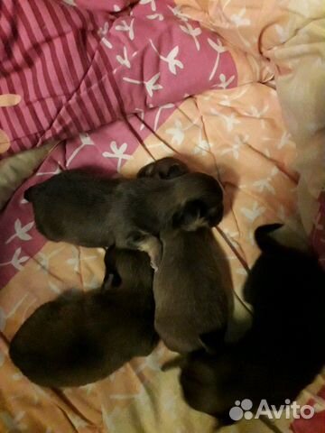 Чишки-мальчишки