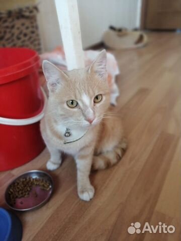 Котик в дар