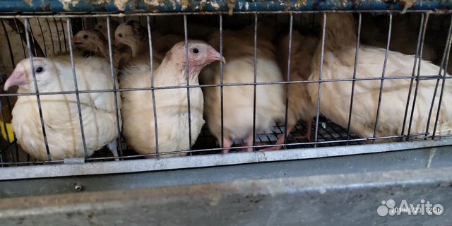 Продам перепелинное мясо