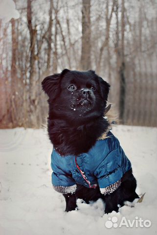 Вязка Тибетский спаниель
