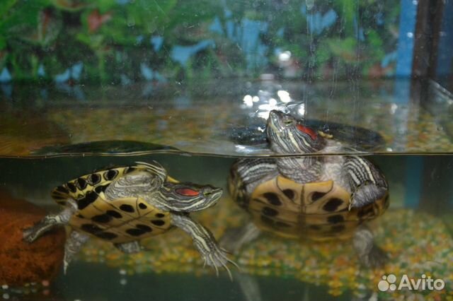 Красноухие Черпашки