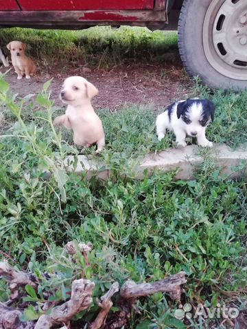 Щенки болонки