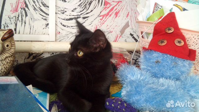 Котенок с секретом, 5 месяцев