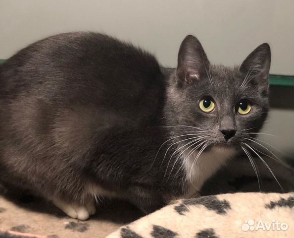 В добрые руки