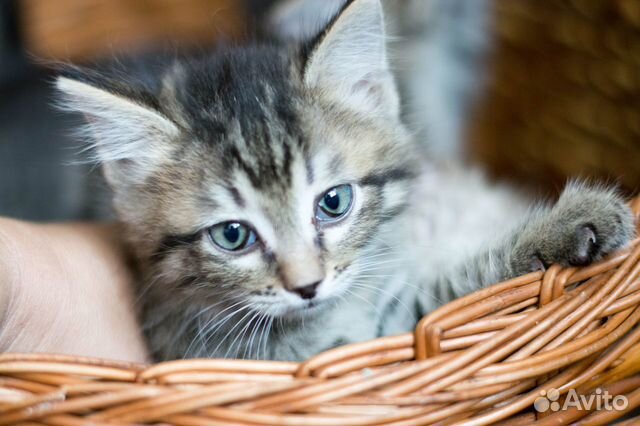 В добрые руки