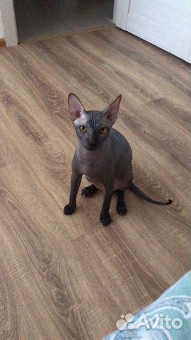 Продам Донского Сфинкса