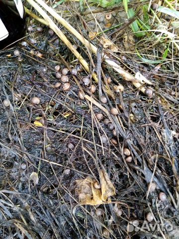 Улитки для аквариума