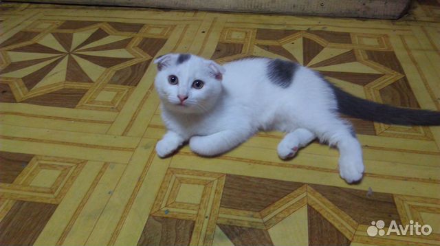 Вислоухий котенок метис