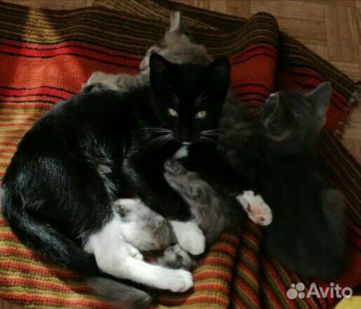 Котята мышеловы и Милашка