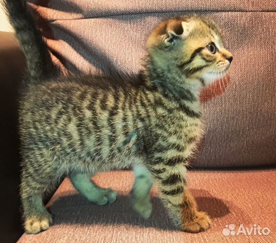 Шотландские котята-тигрята