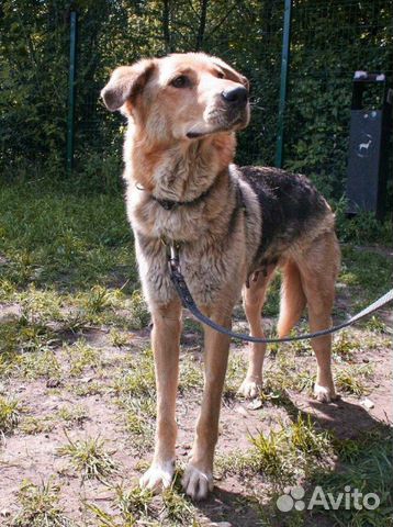 Собака ищет дом