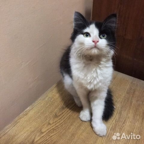 Котёнок в добрые руки
